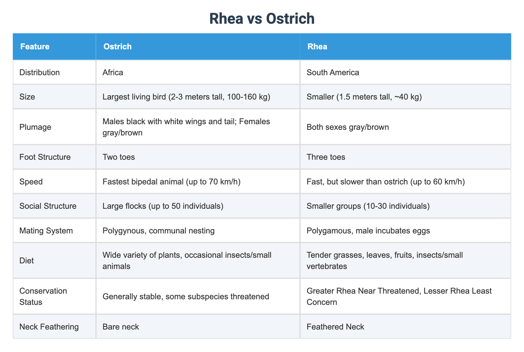 Rhea vs Ostrich