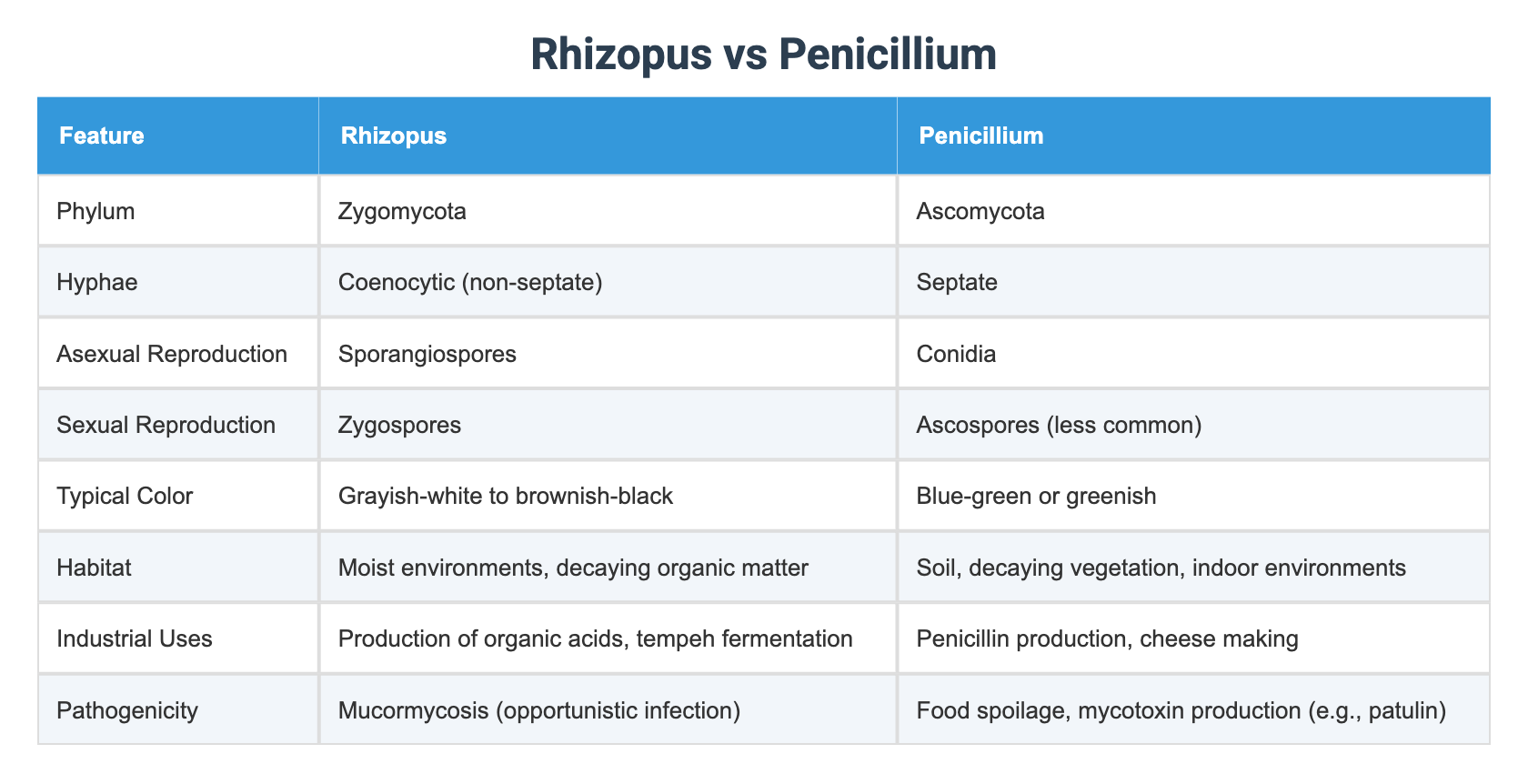 Rhizopus vs Penicillium