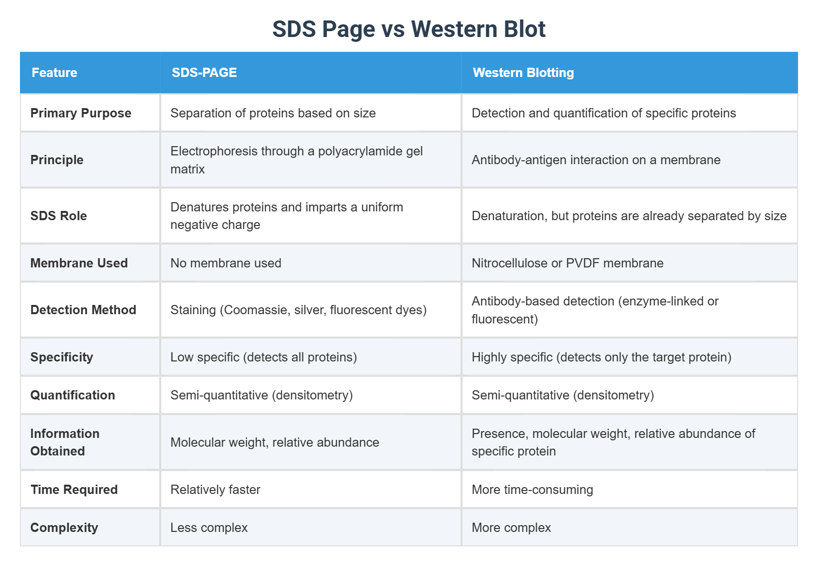 SDS Page vs Western Blot