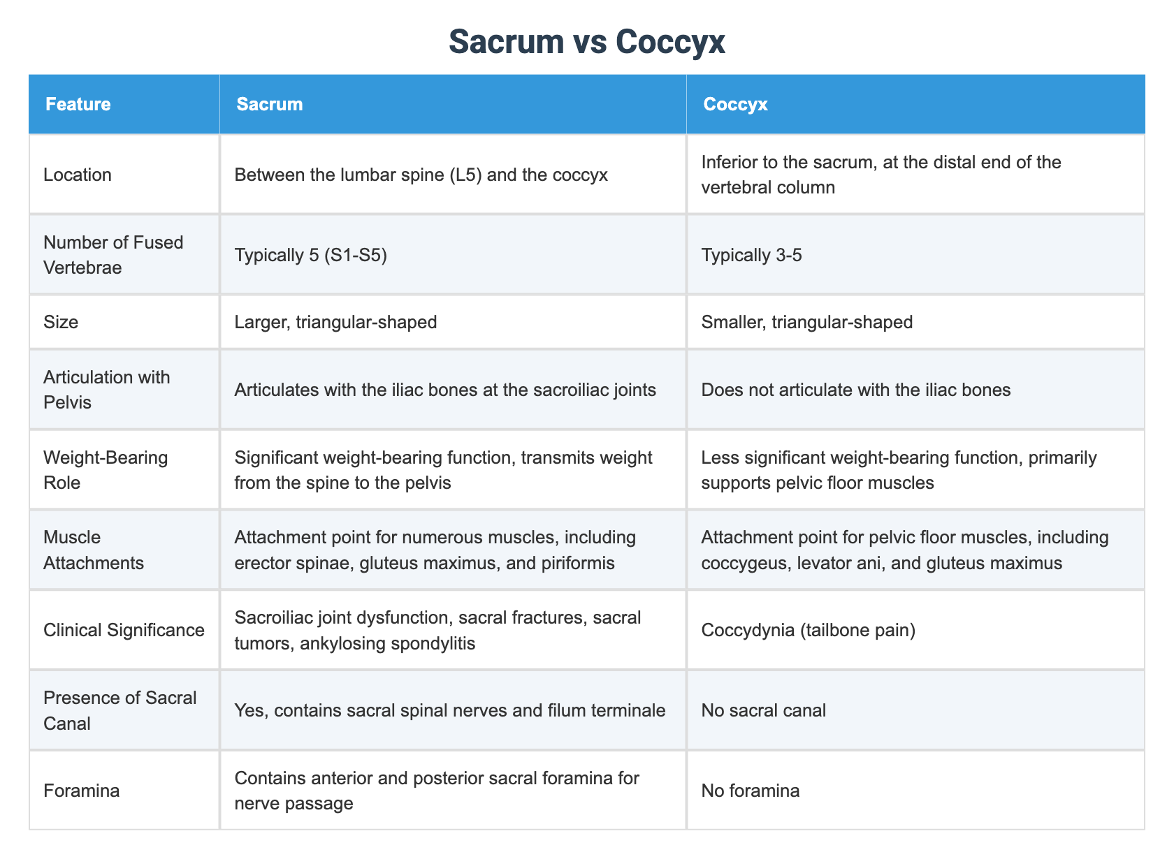 Sacrum vs Coccyx