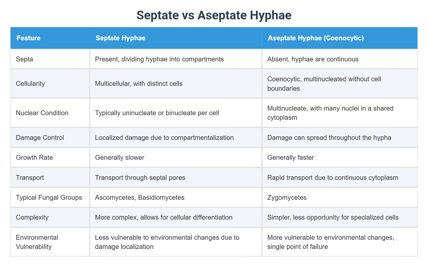 Septate vs Aseptate Hyphae