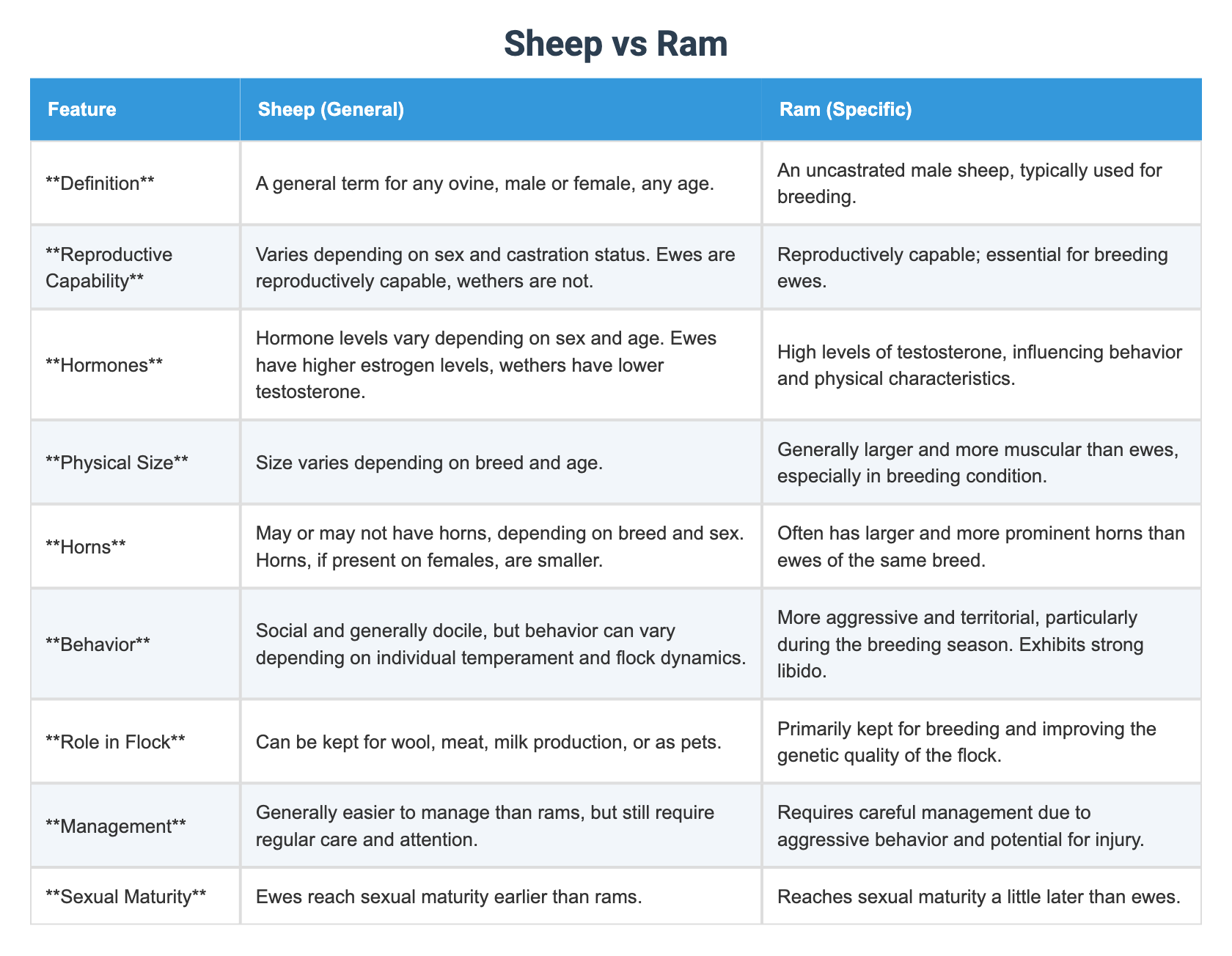 Sheep vs Ram