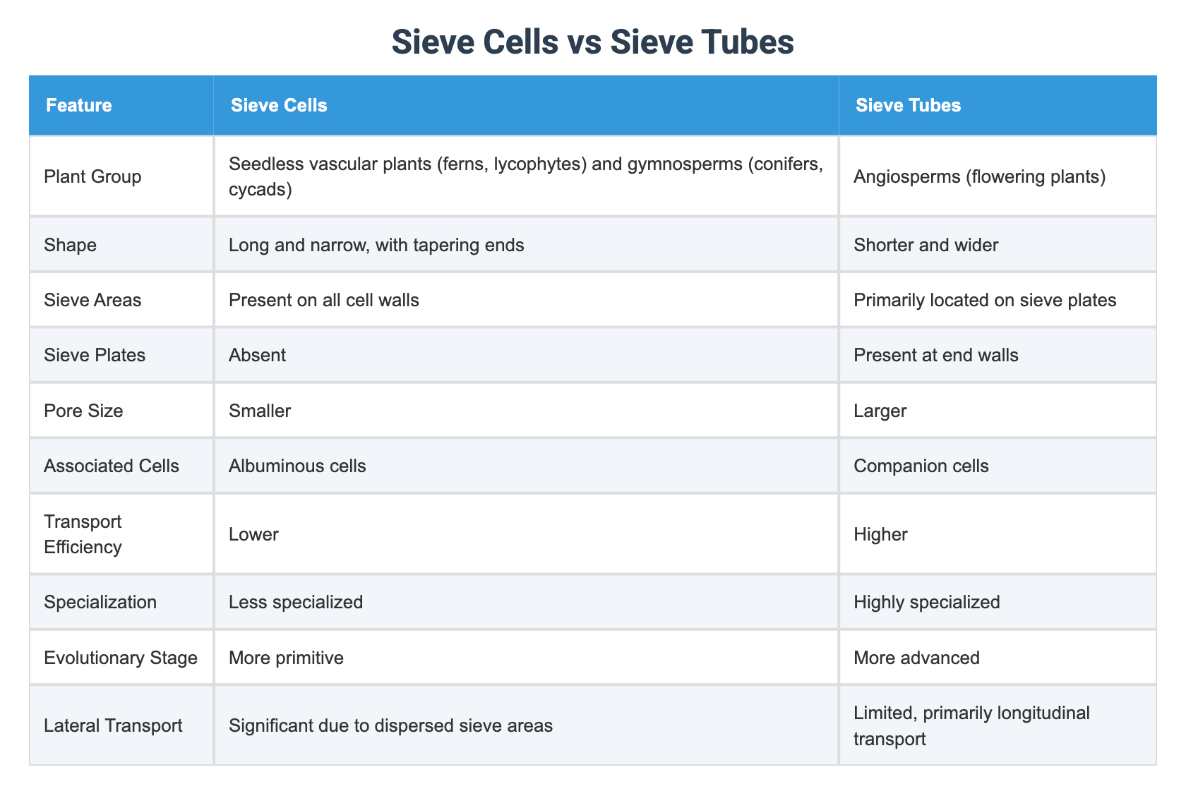 Sieve Cells vs Sieve Tubes