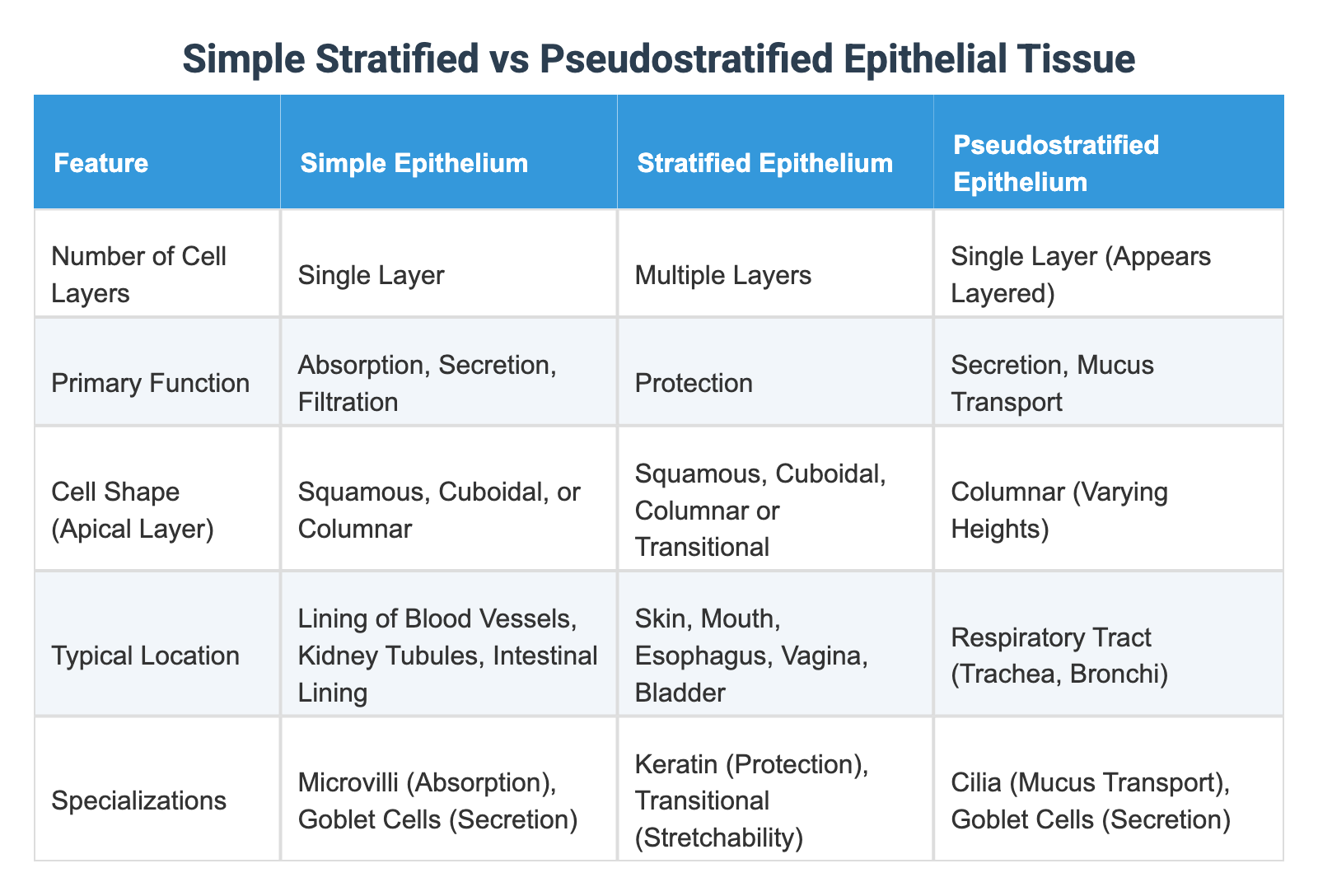 Simple Stratified vs Pseudostratified Epithelial Tissue