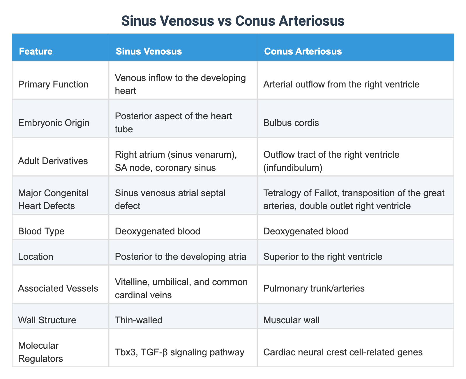 Sinus Venosus vs Conus Arteriosus