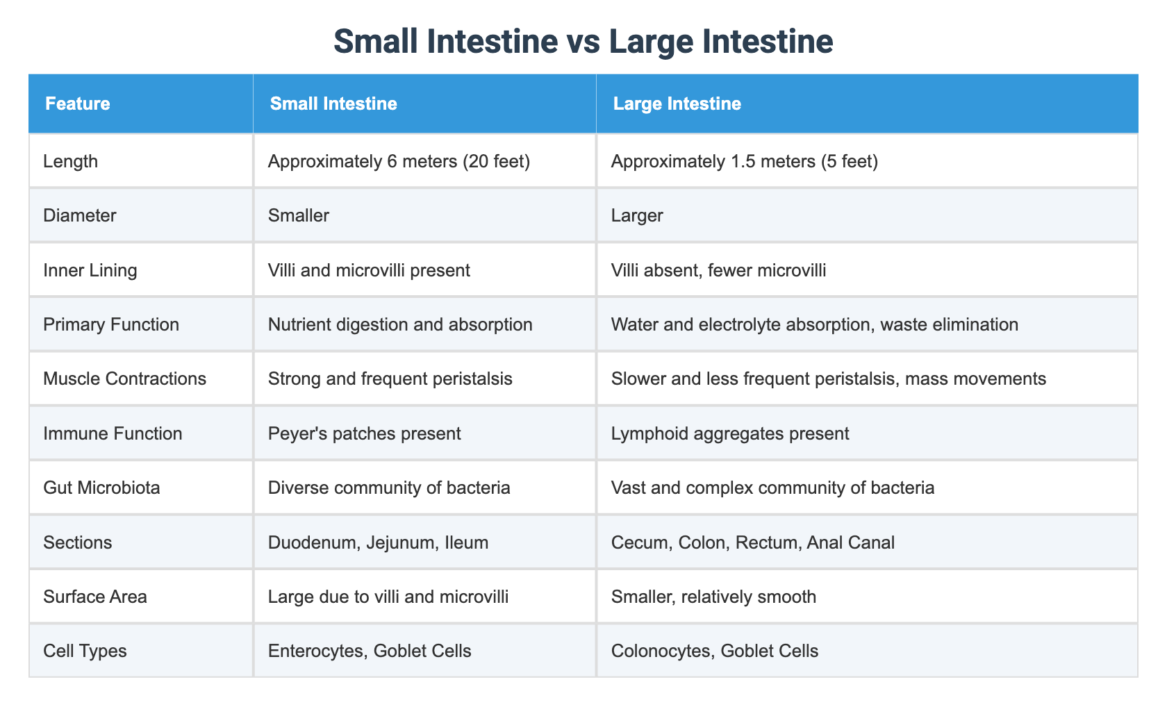 Small Intestine vs Large Intestine