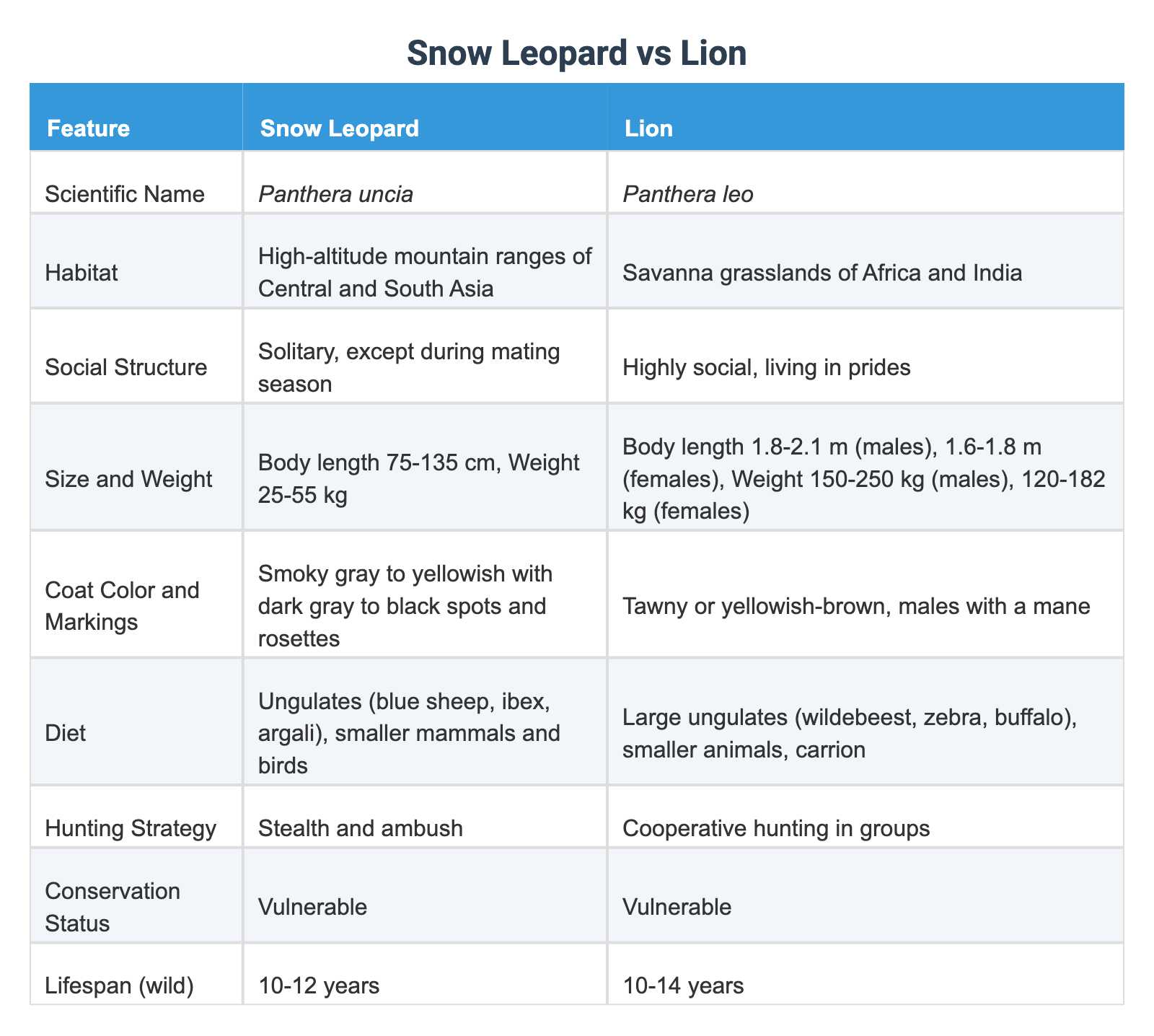 Snow Leopard vs Lion