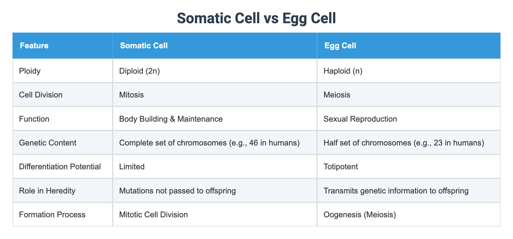 Somatic Cell vs Egg Cell