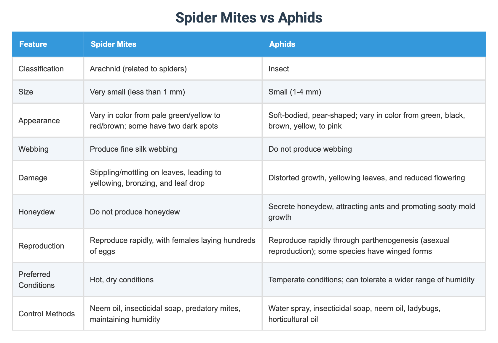 Spider Mites vs Aphids
