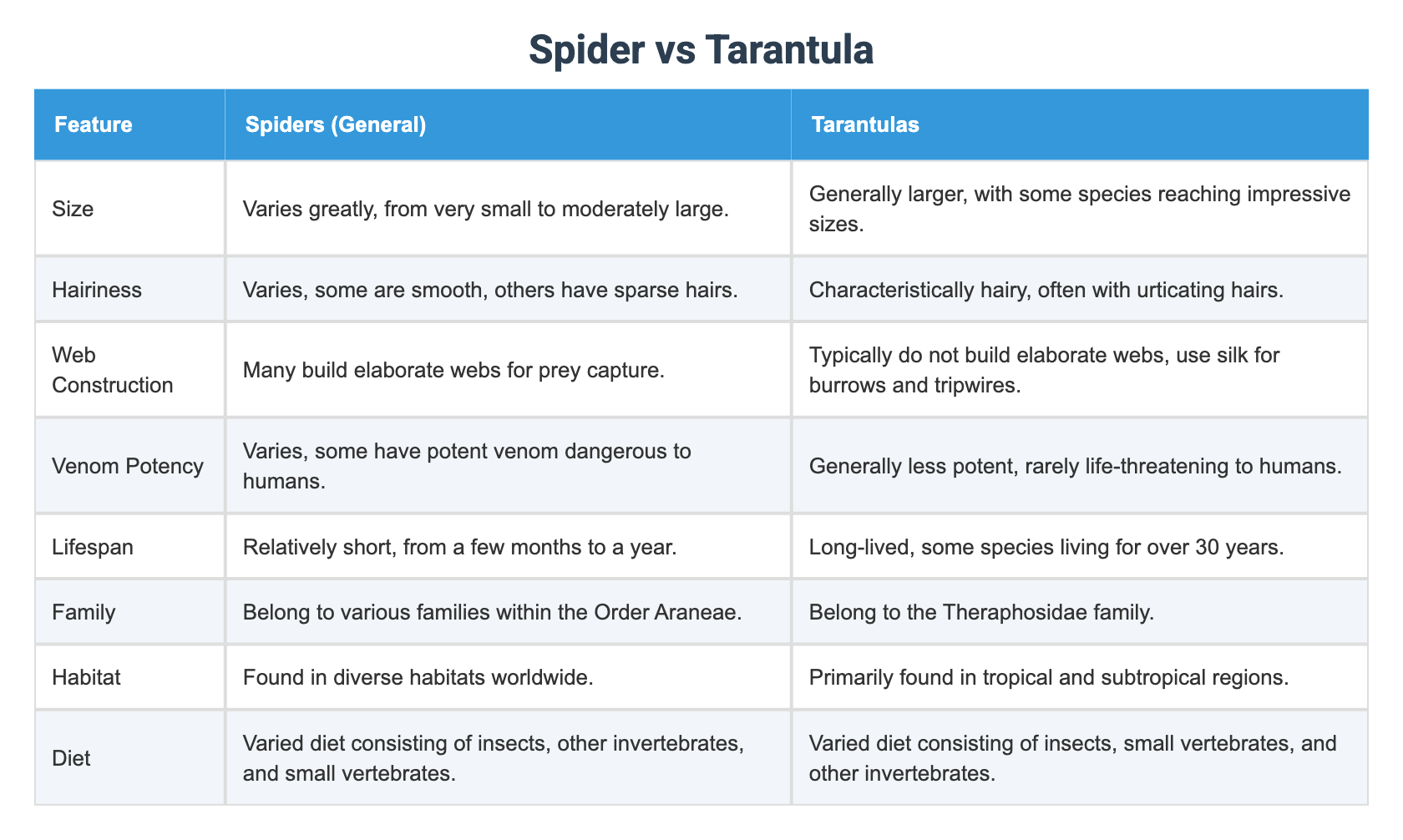 Spider vs Tarantula