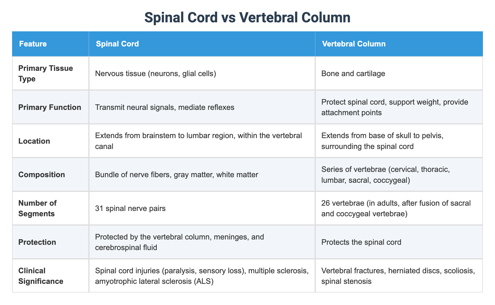 Spinal Cord vs Vertebral Column