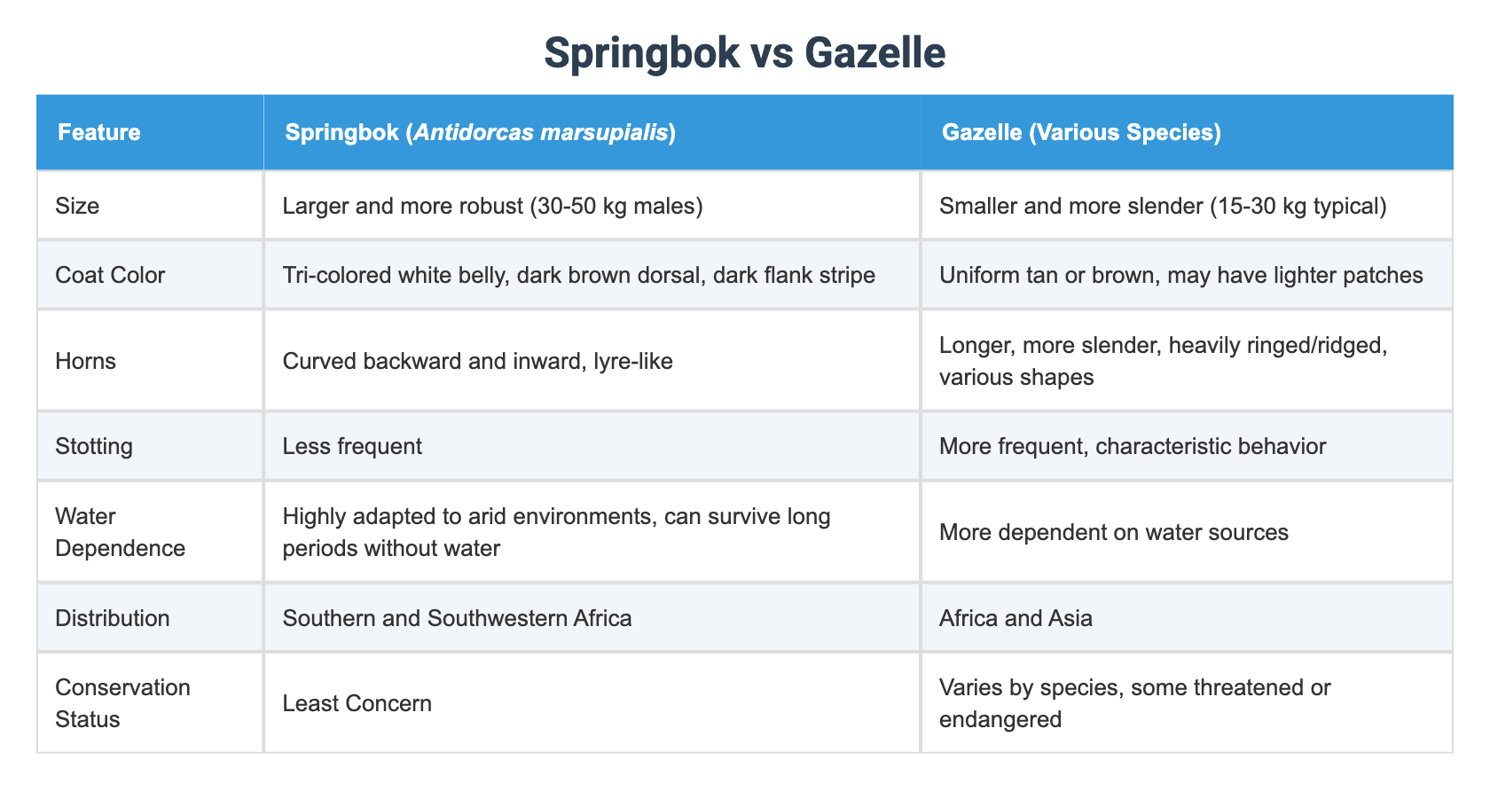 Springbok vs Gazelle