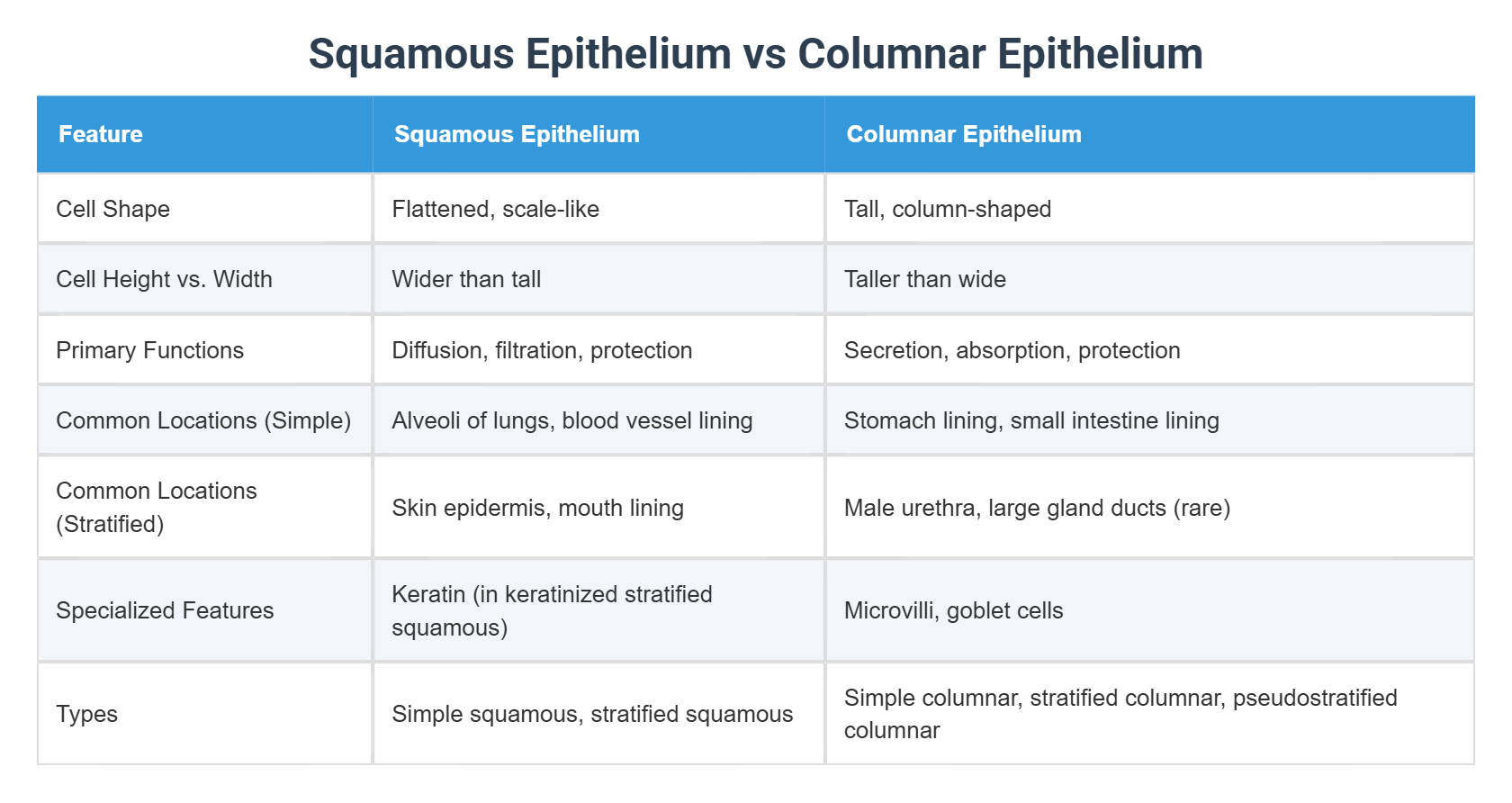 Squamous Epithelium vs Columnar Epithelium