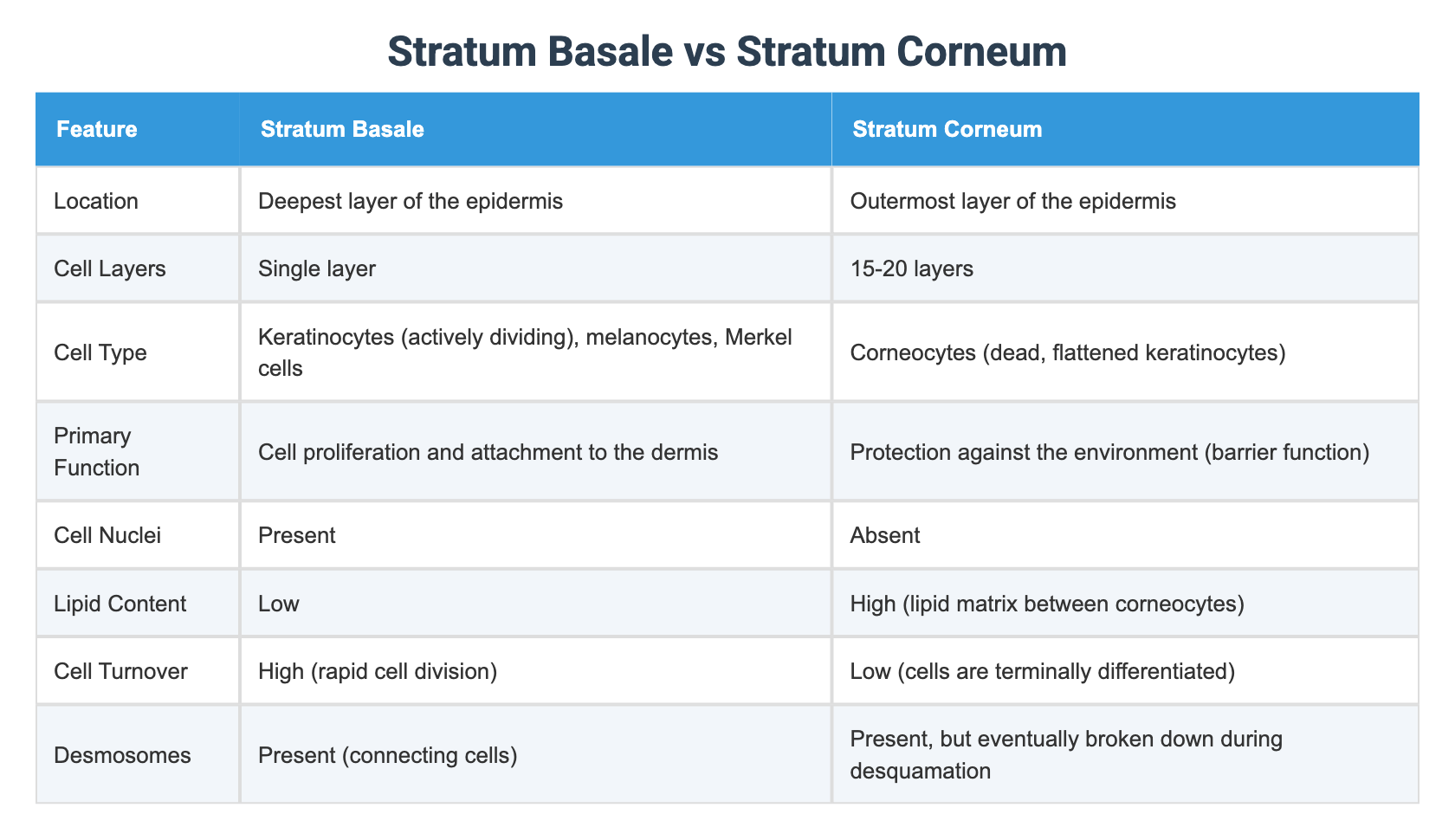 Stratum Basale vs Stratum Corneum