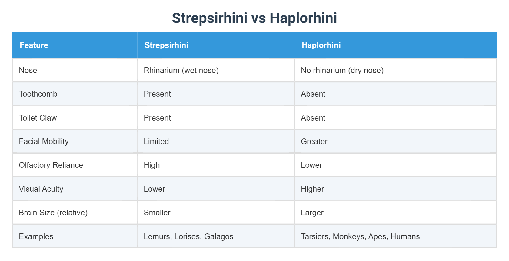 Strepsirhini vs Haplorhini