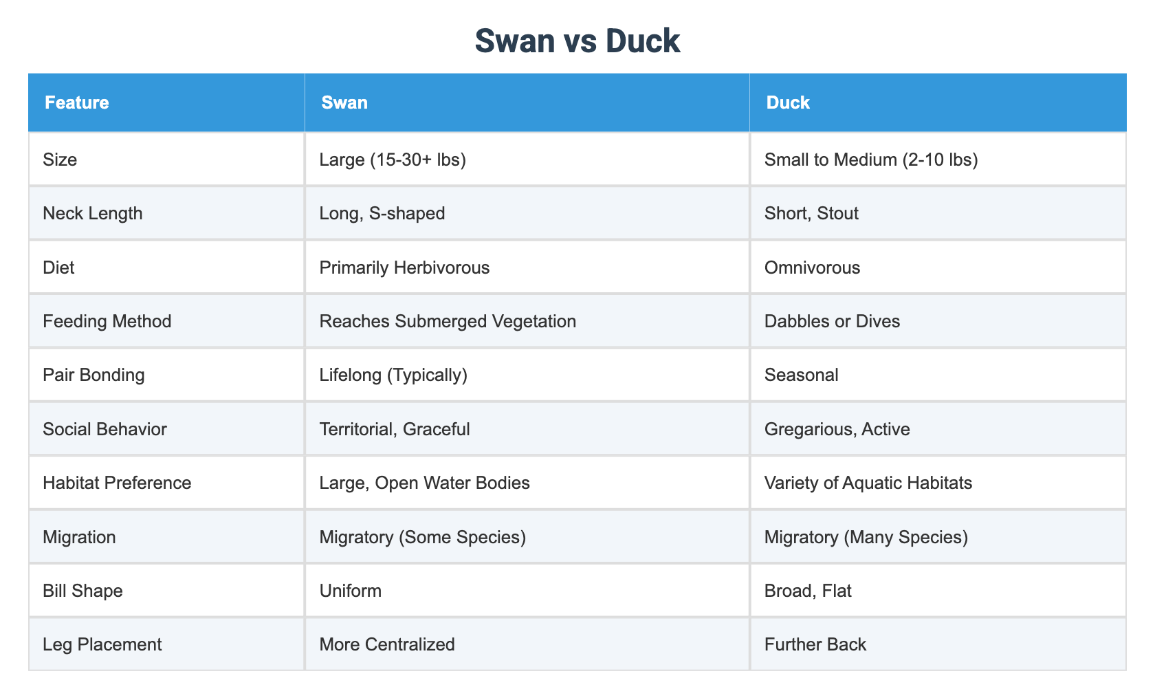 Swan vs Duck