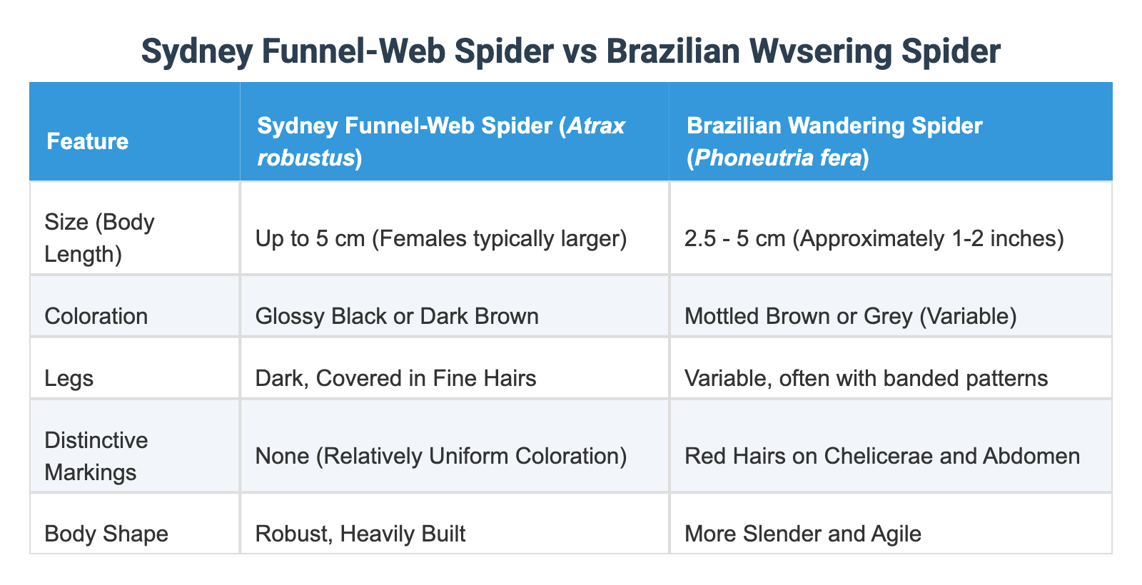 Sydney Funnel-Web Spider vs Brazilian Wvsering Spider