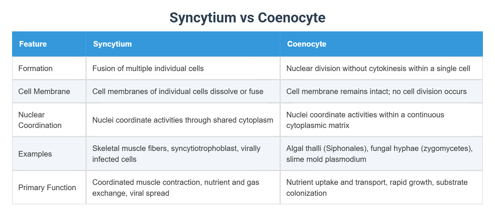 Syncytium vs Coenocyte