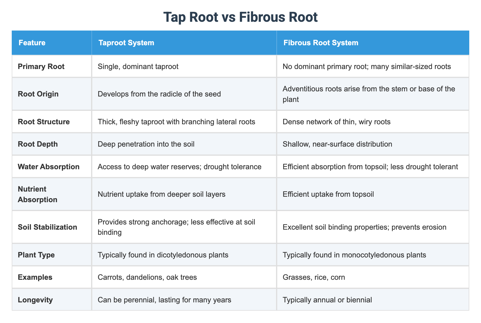 Tap Root vs Fibrous Root