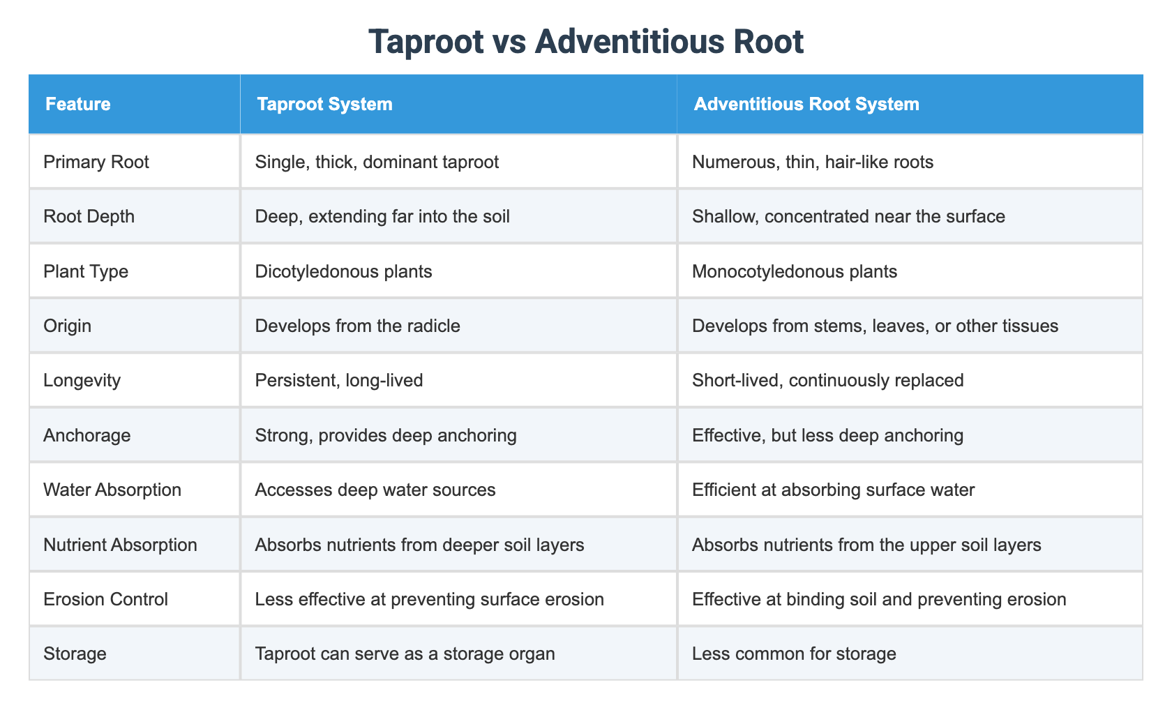 Taproot vs Adventitious Root