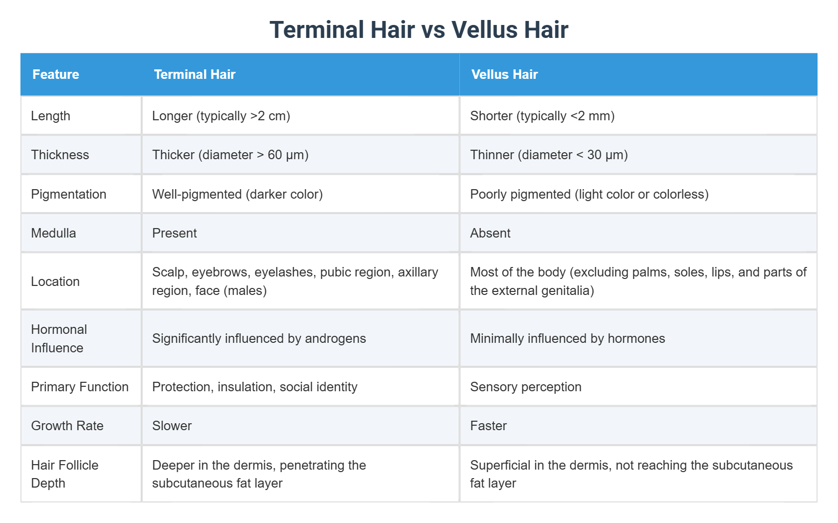Terminal Hair vs Vellus Hair