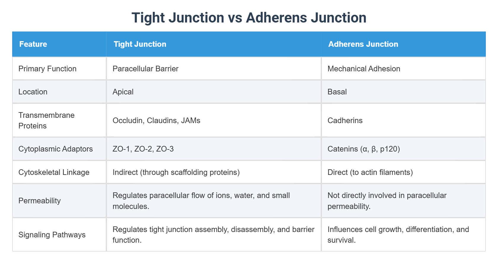 Tight Junction vs Adherens Junction