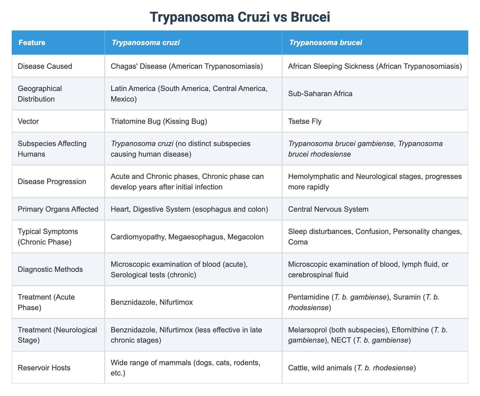 Trypanosoma Cruzi vs Brucei