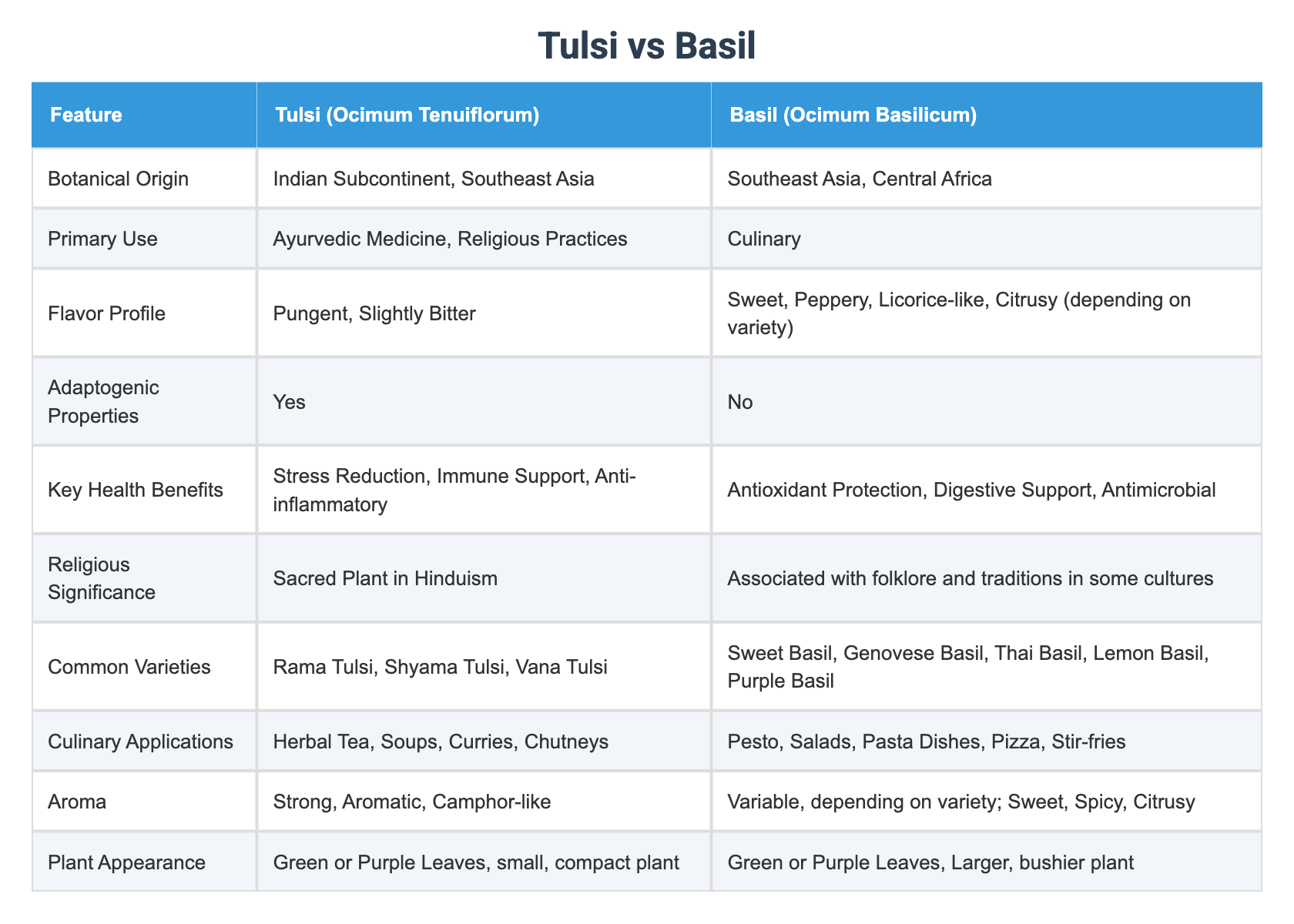 Tulsi vs Basil