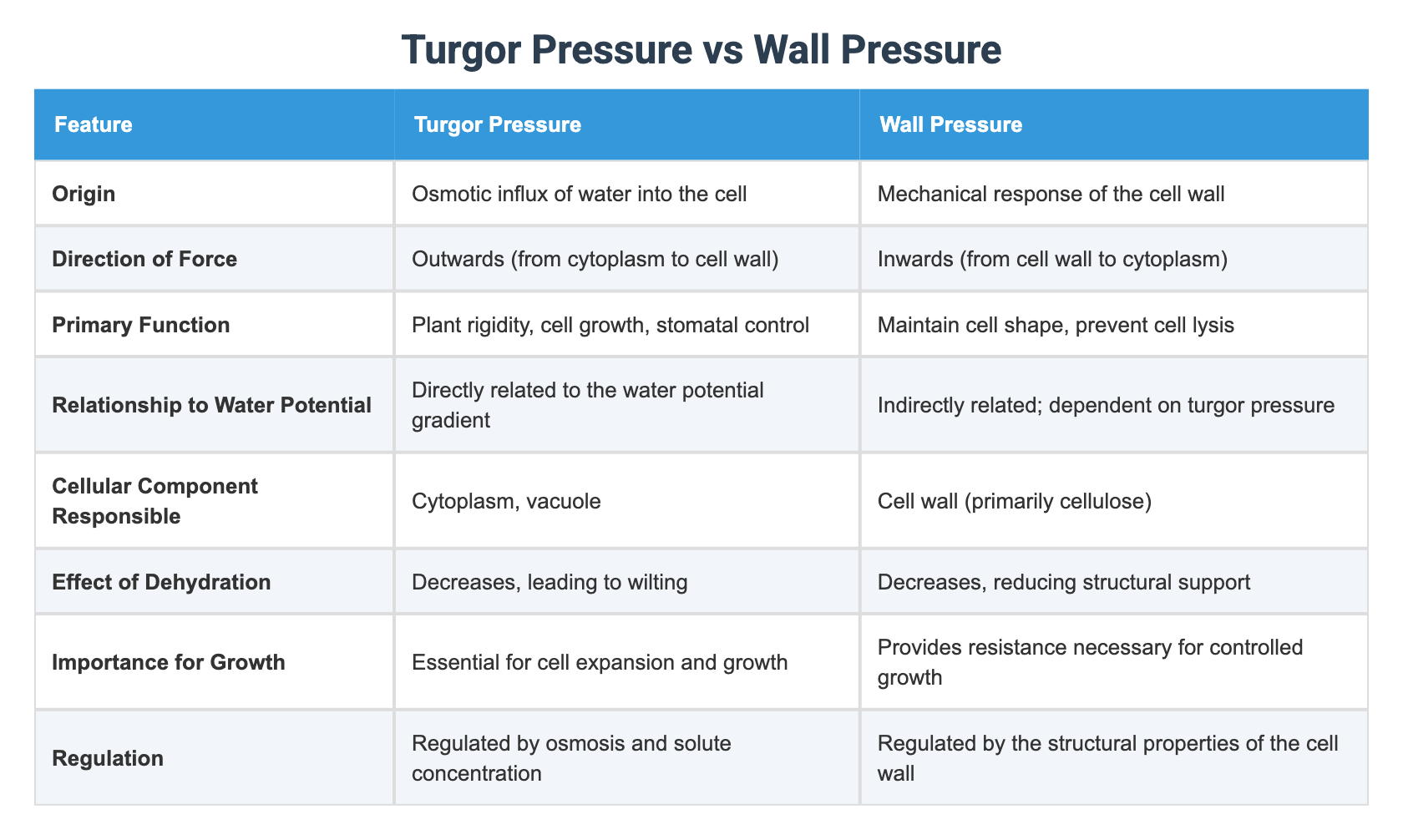 Turgor Pressure vs Wall Pressure
