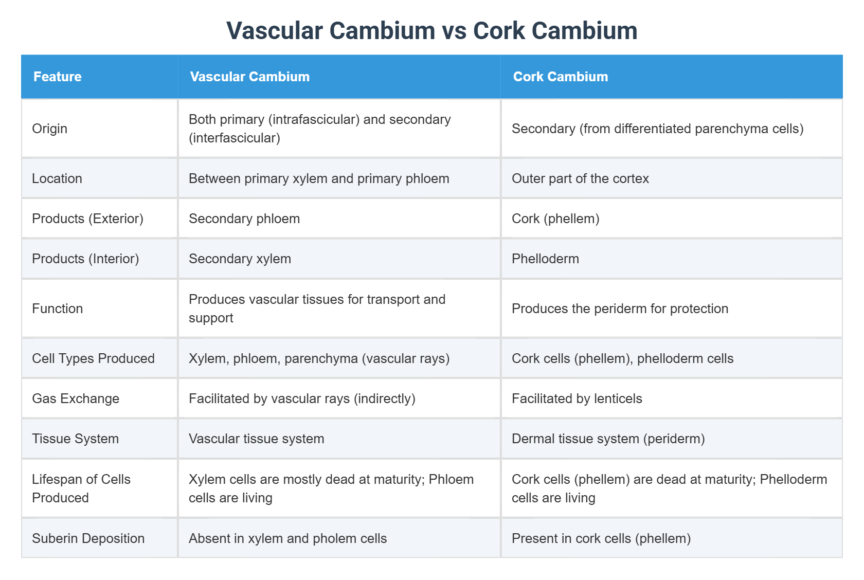 Vascular Cambium vs Cork Cambium