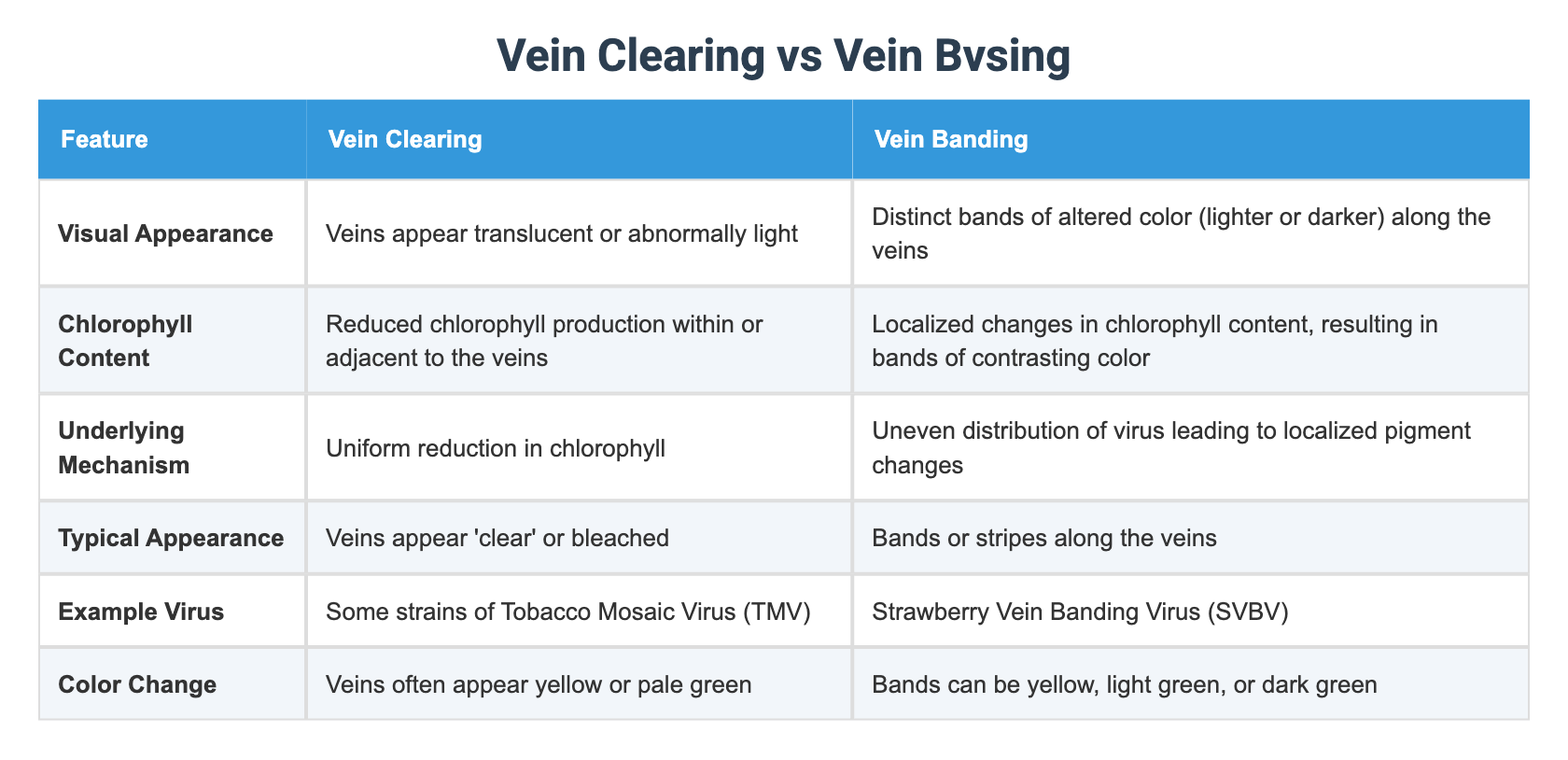 Vein Clearing vs Vein Bvsing