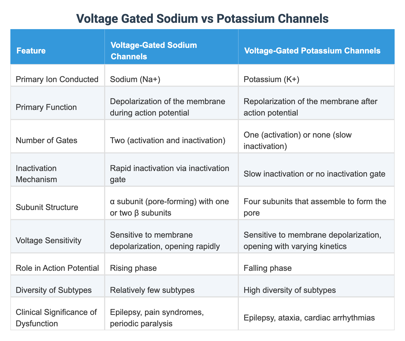 Voltage Gated Sodium vs Potassium Channels