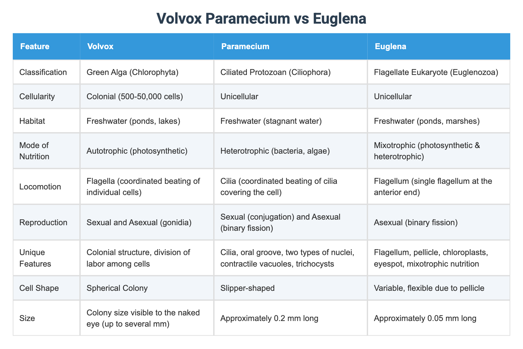 Volvox Paramecium vs Euglena