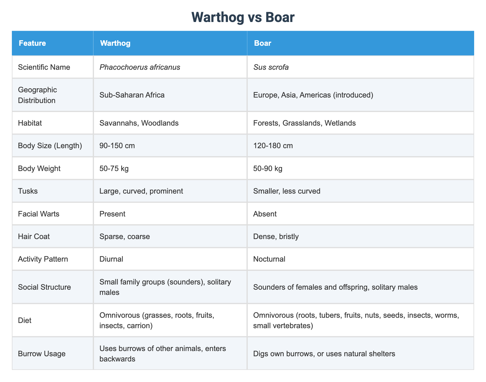 Warthog vs Boar