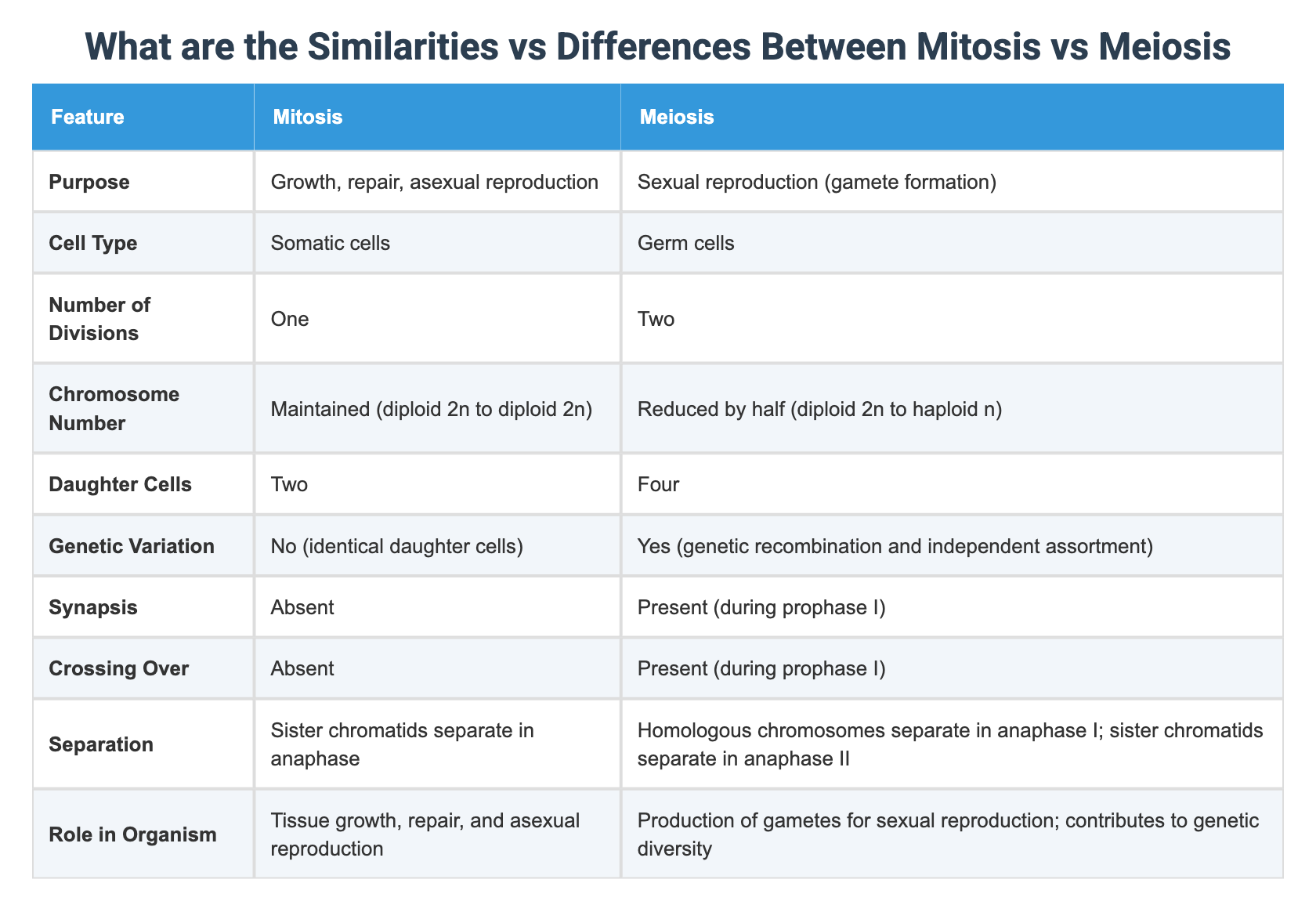 What are the Similarities vs Differences Between Mitosis vs Meiosis