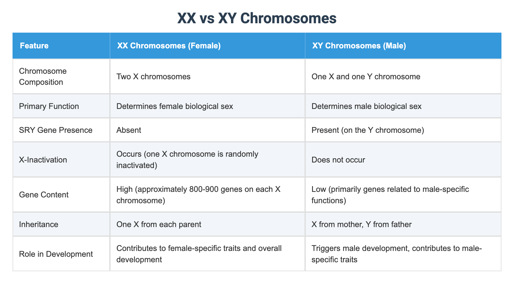 XX vs XY Chromosomes