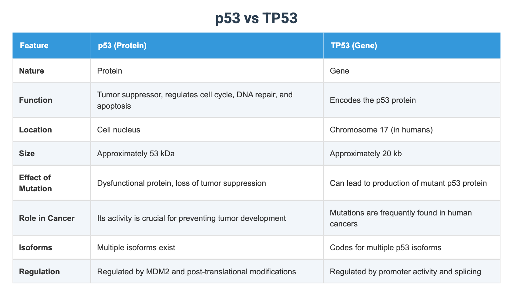 p53 vs TP53